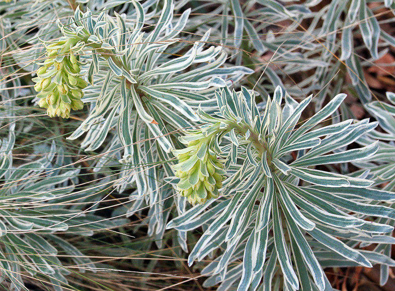 Euphorbia characias 'Glacier Blue' (Spurge)